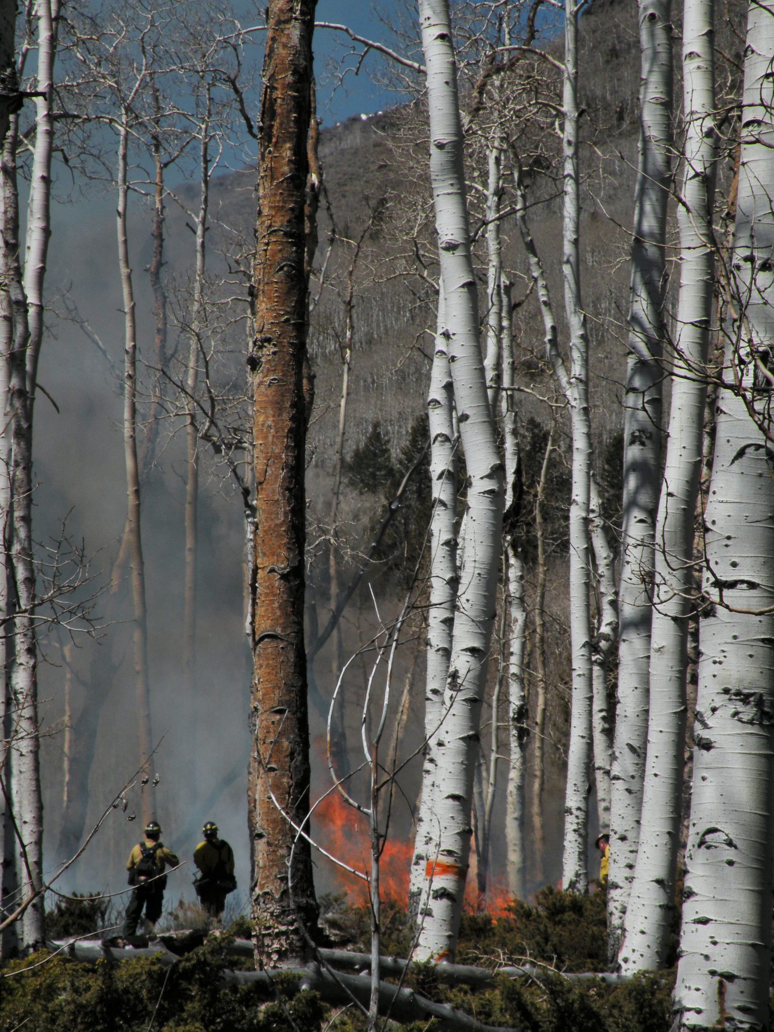 The Diminishing Pando Clone: History and Forest Management | Utah ...
